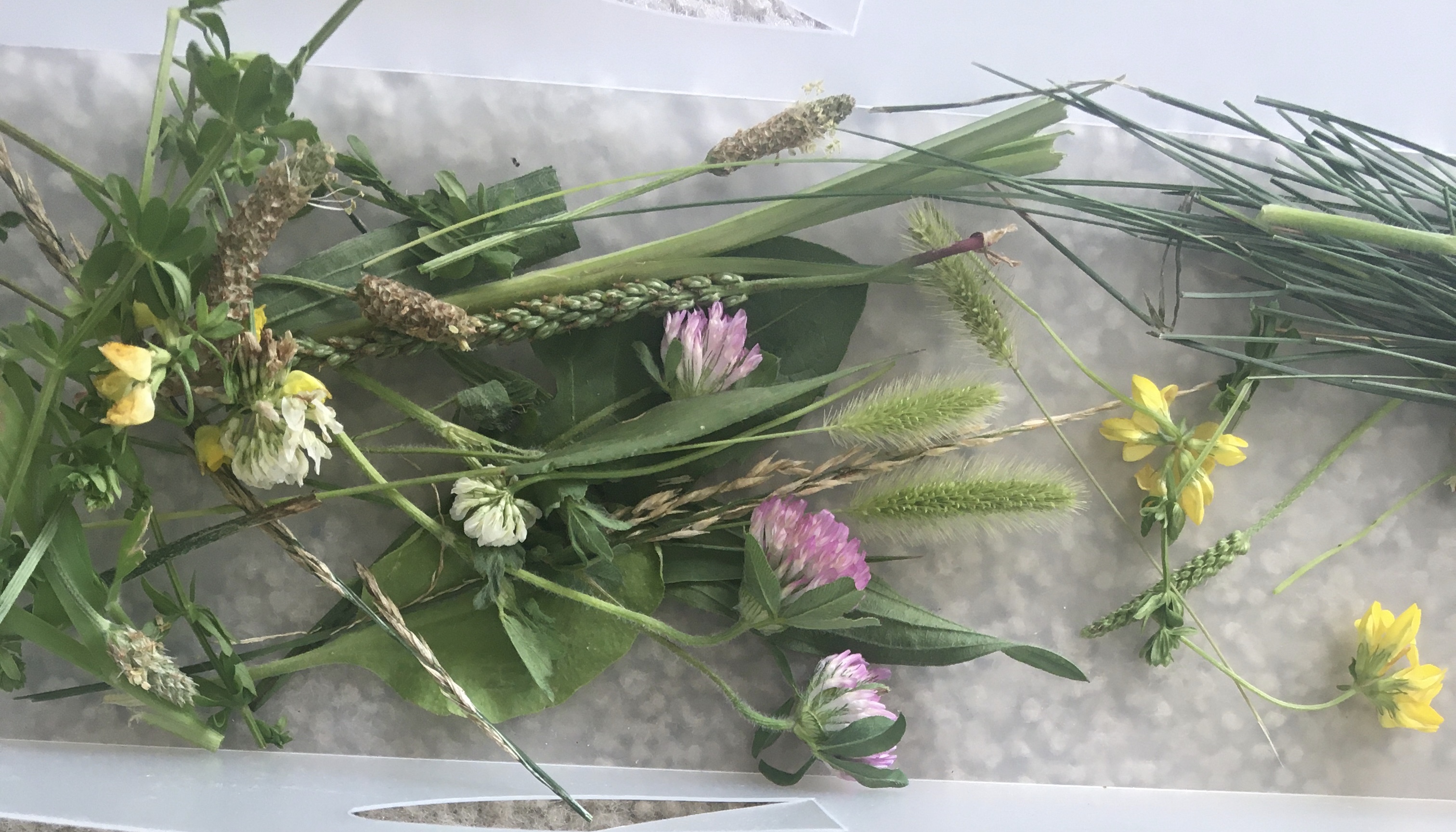 Creating With Nature – Kids Inspired by Classical Music and FineArt